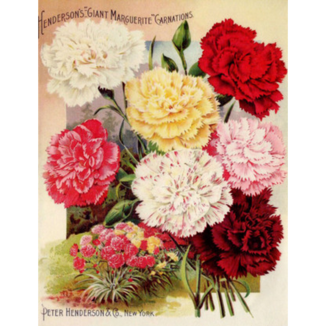 Henderson's Giant Marguerite Carnations For 1912 – Milton's Daughter